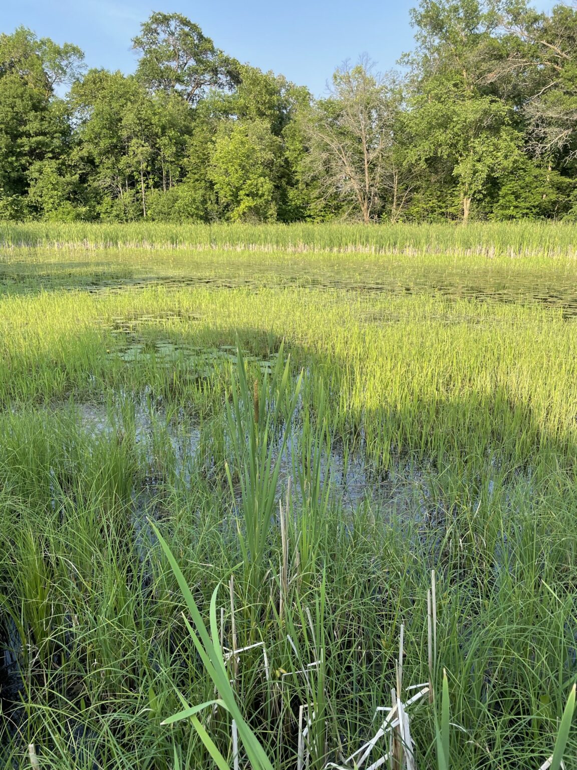Bullhead Lily (Nuphar variegata) – Prairie Woods Arboretum