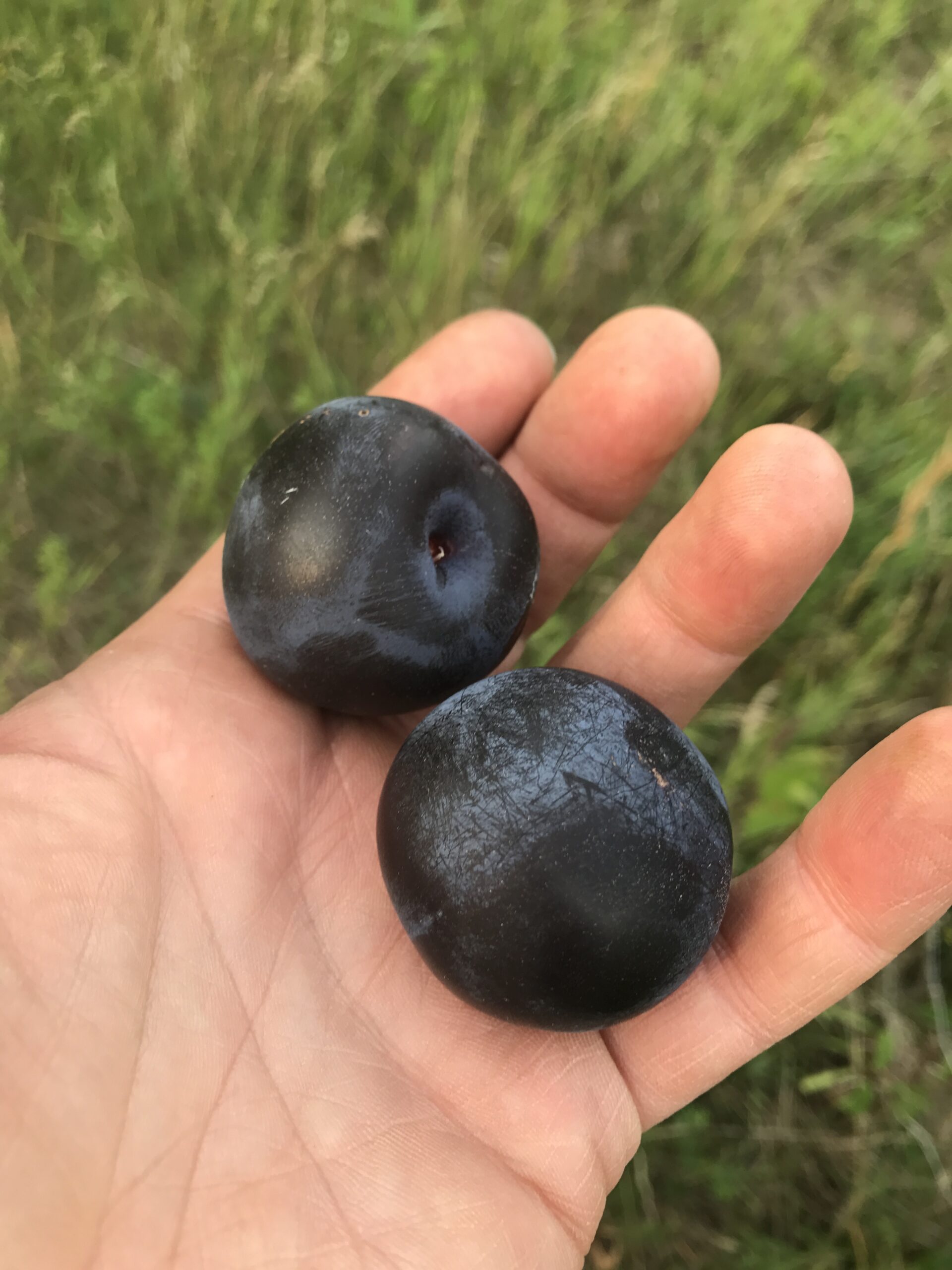 Black Ice Plum – Prairie Woods Arboretum