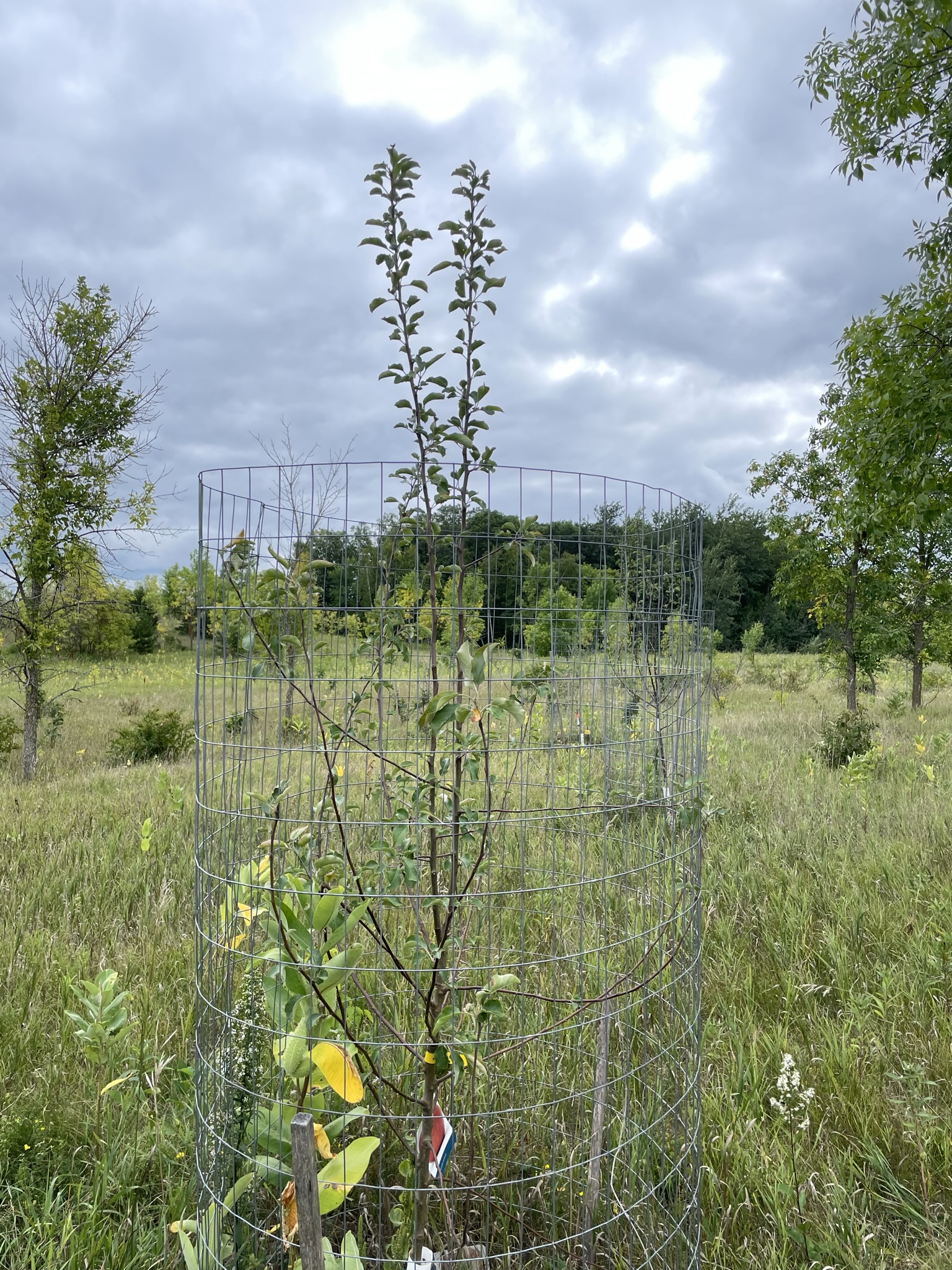 Wolf River Apple – Prairie Woods Arboretum