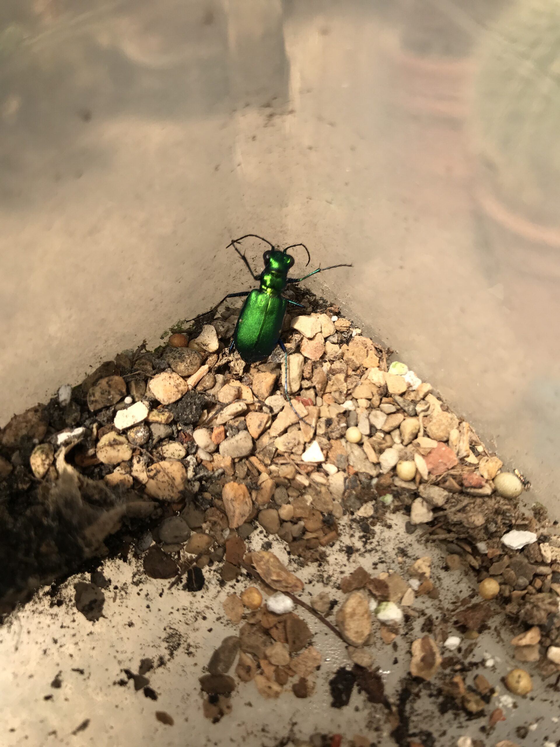 Six-spotted Tiger Beetle (Cicindela sexguttata) – Prairie Woods Arboretum