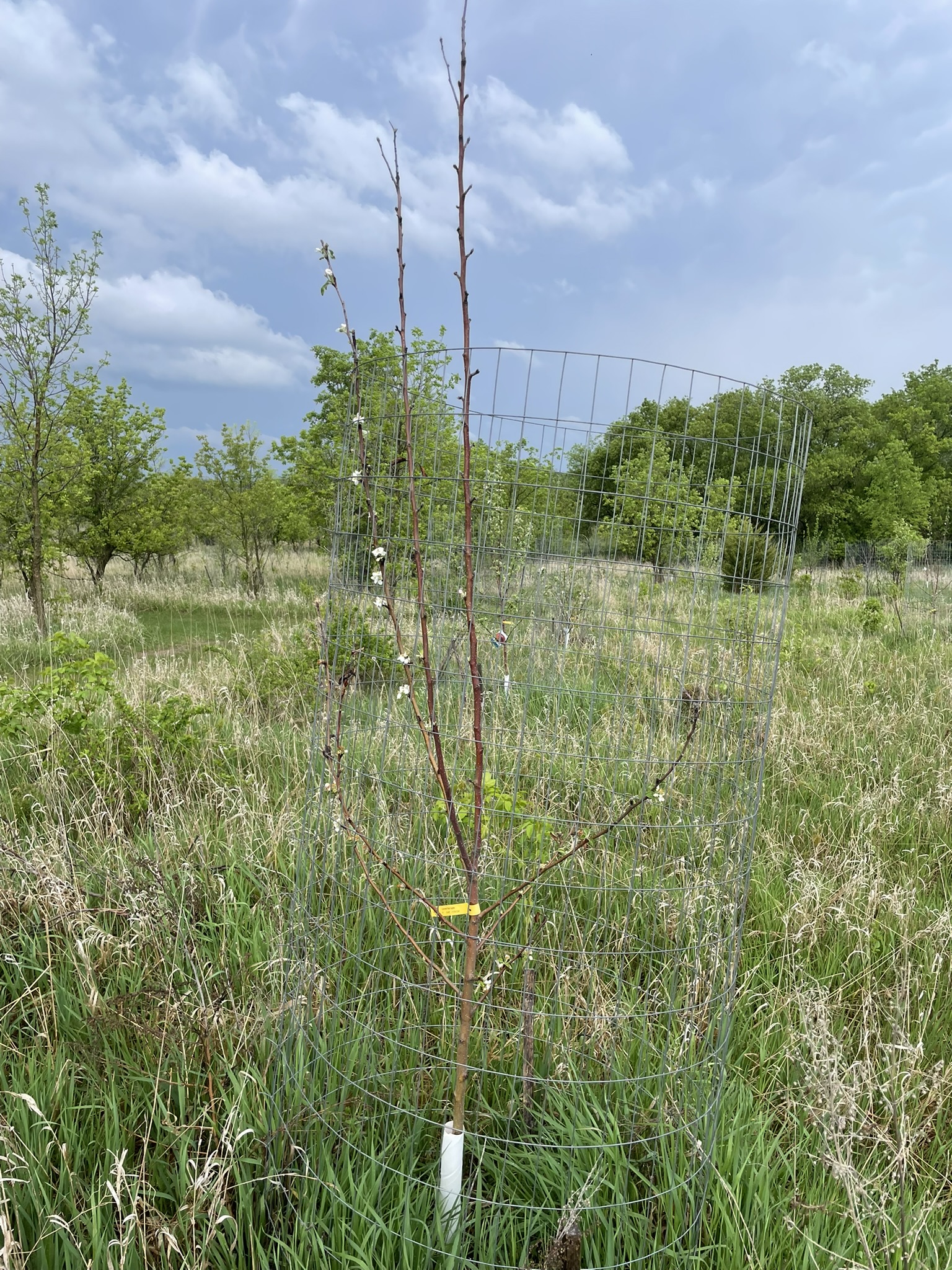 Connell Red Apple – Prairie Woods Arboretum